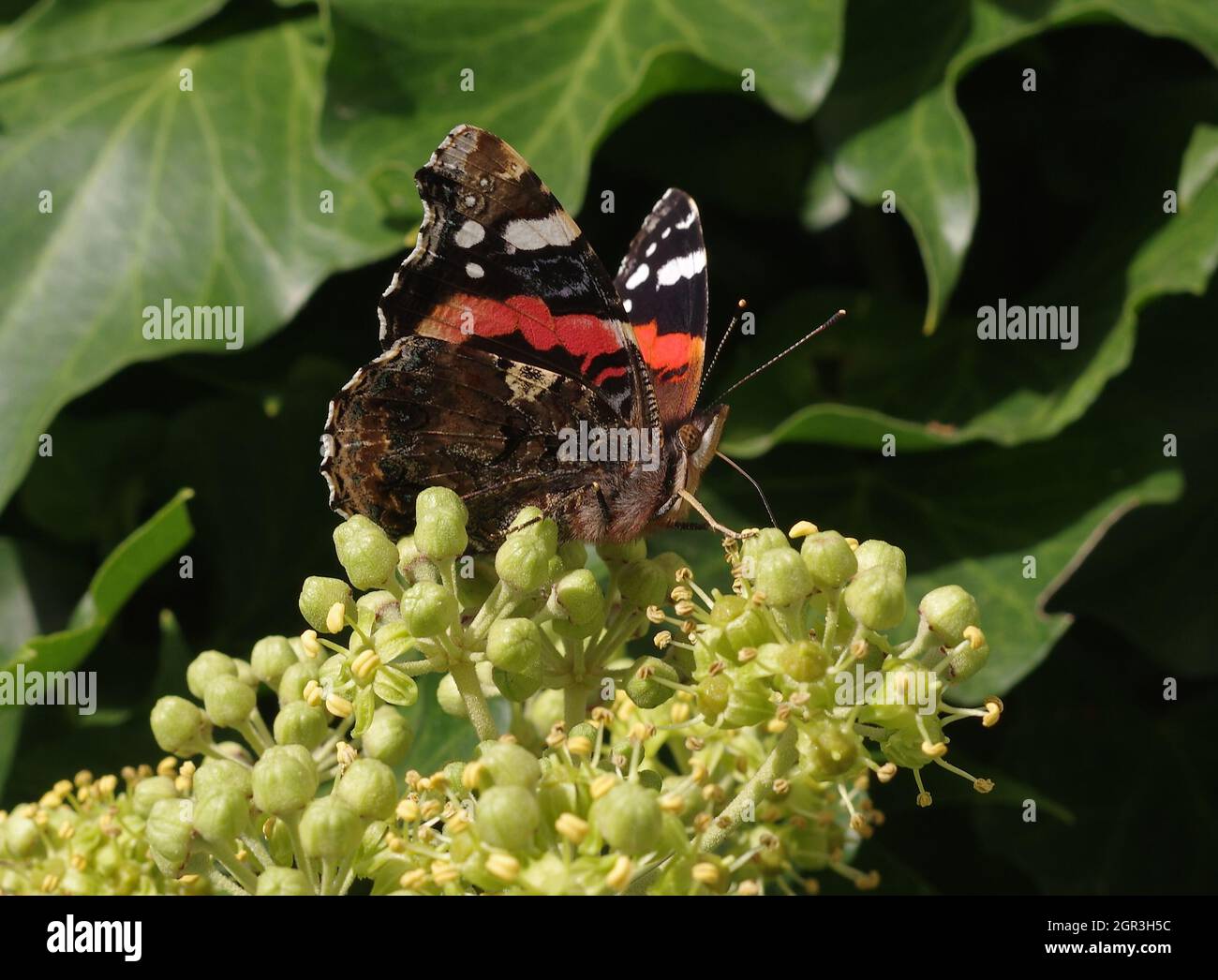 Red admiral side view hi-res stock photography and images - Alamy