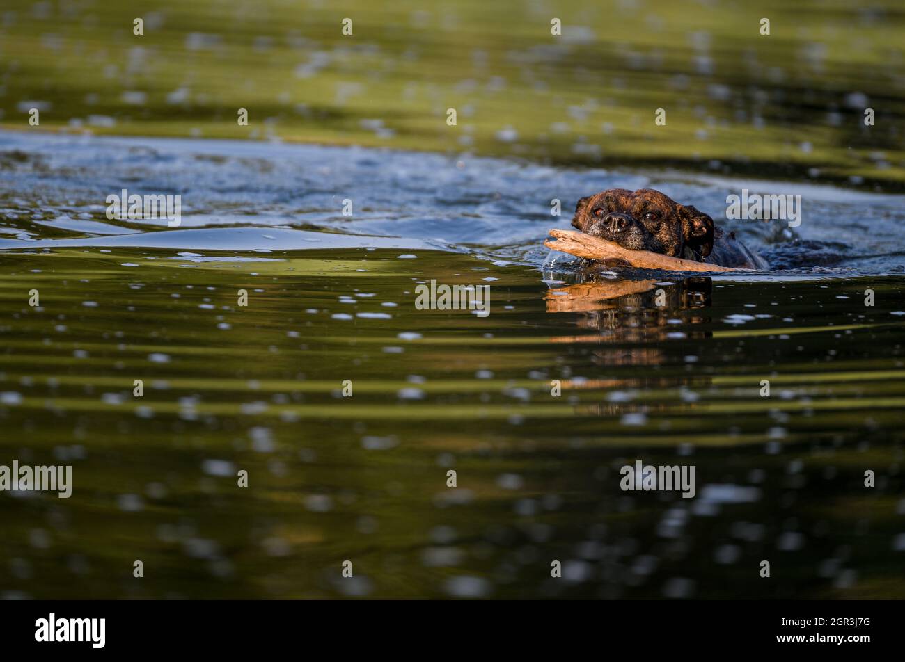 Boxer mix dog retrieving a stick from the river Stock Photo - Alamy