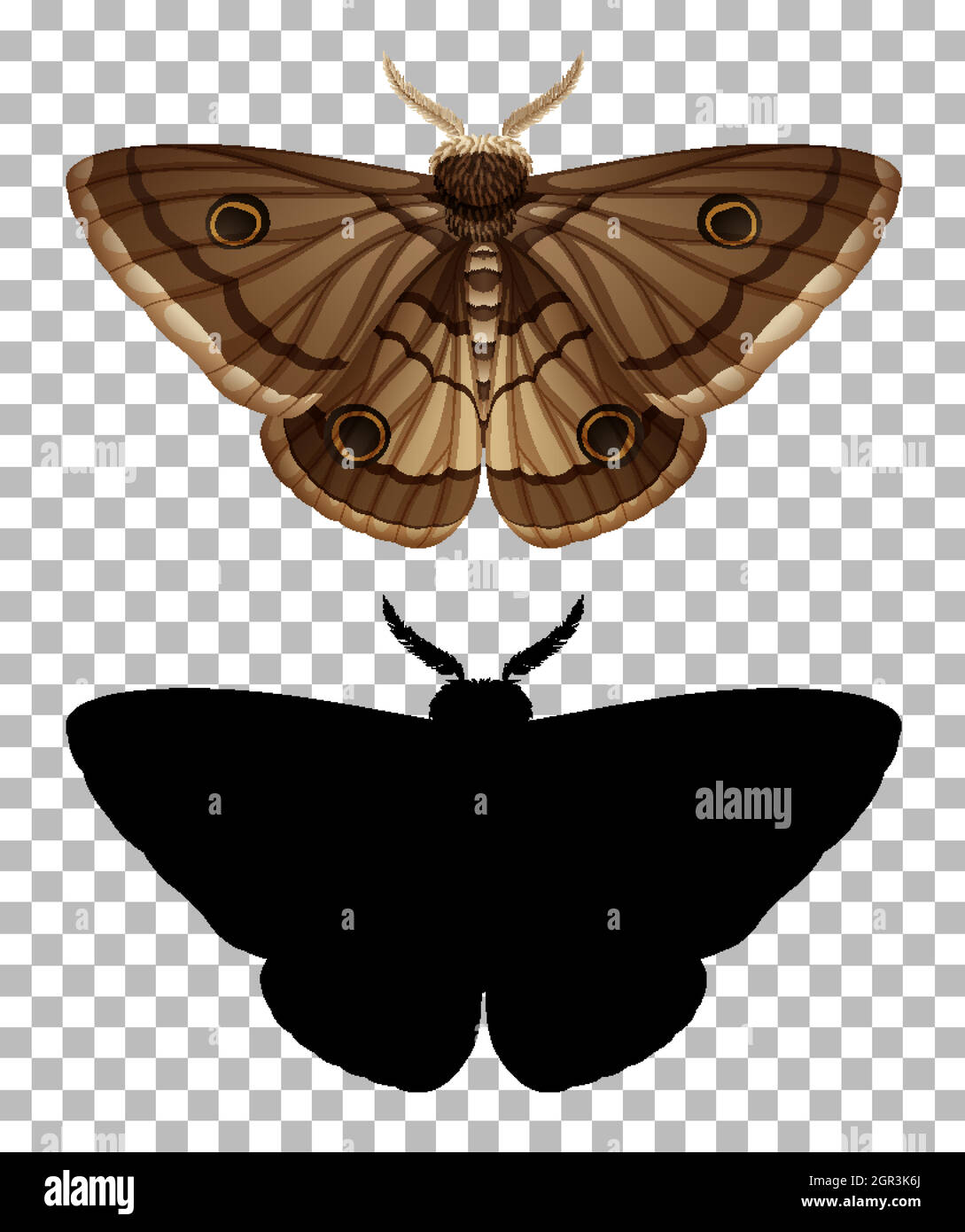 Moth and its silhouette on transparent background Stock Vector Image ...