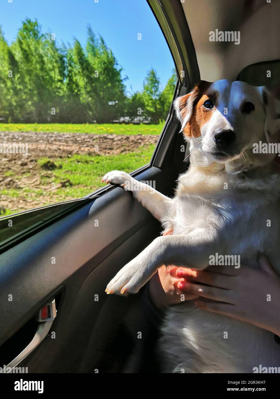 Border collie in car hi-res stock photography and images - Alamy