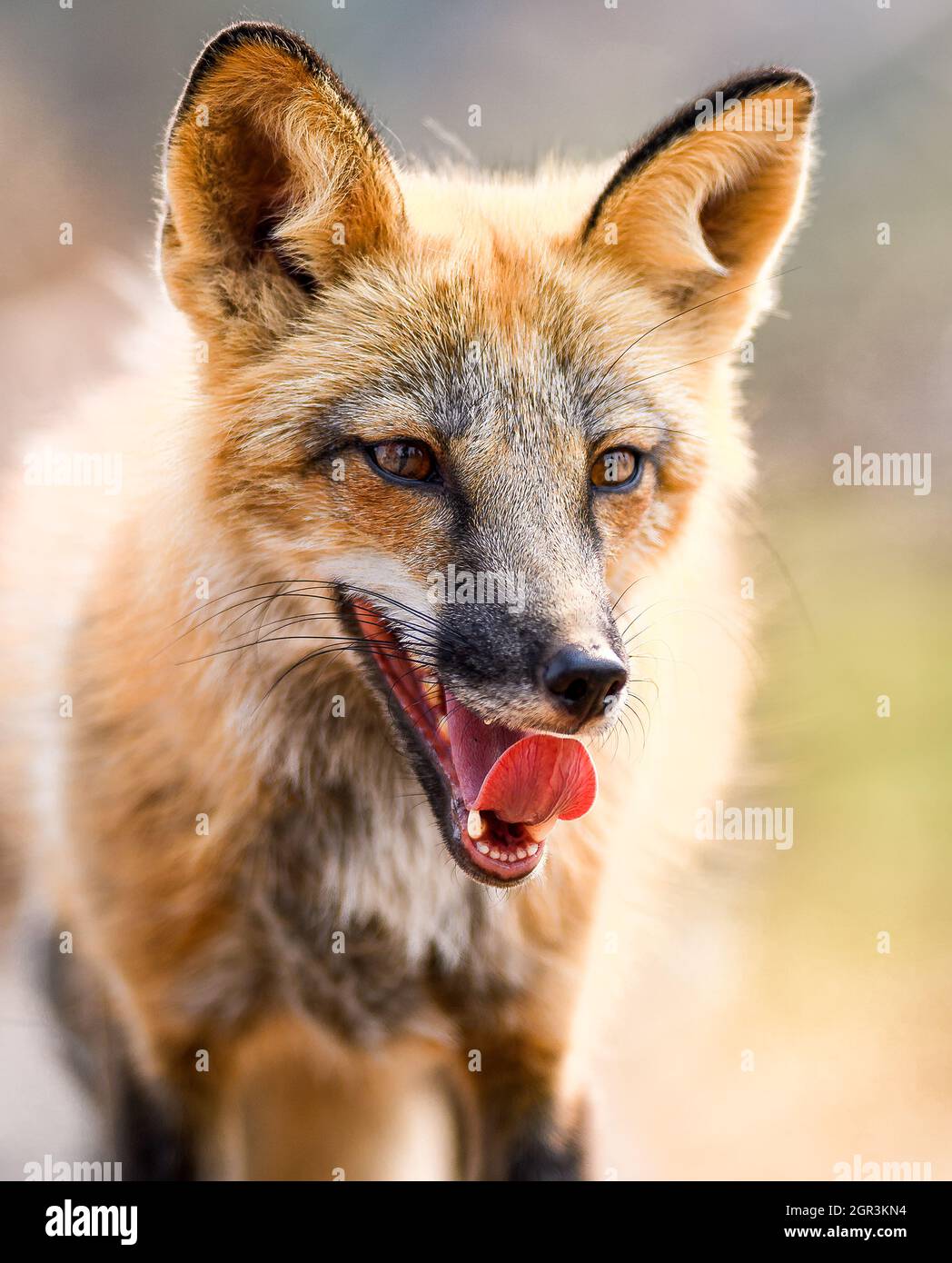 Mammal portraits hi-res stock photography and images - Alamy