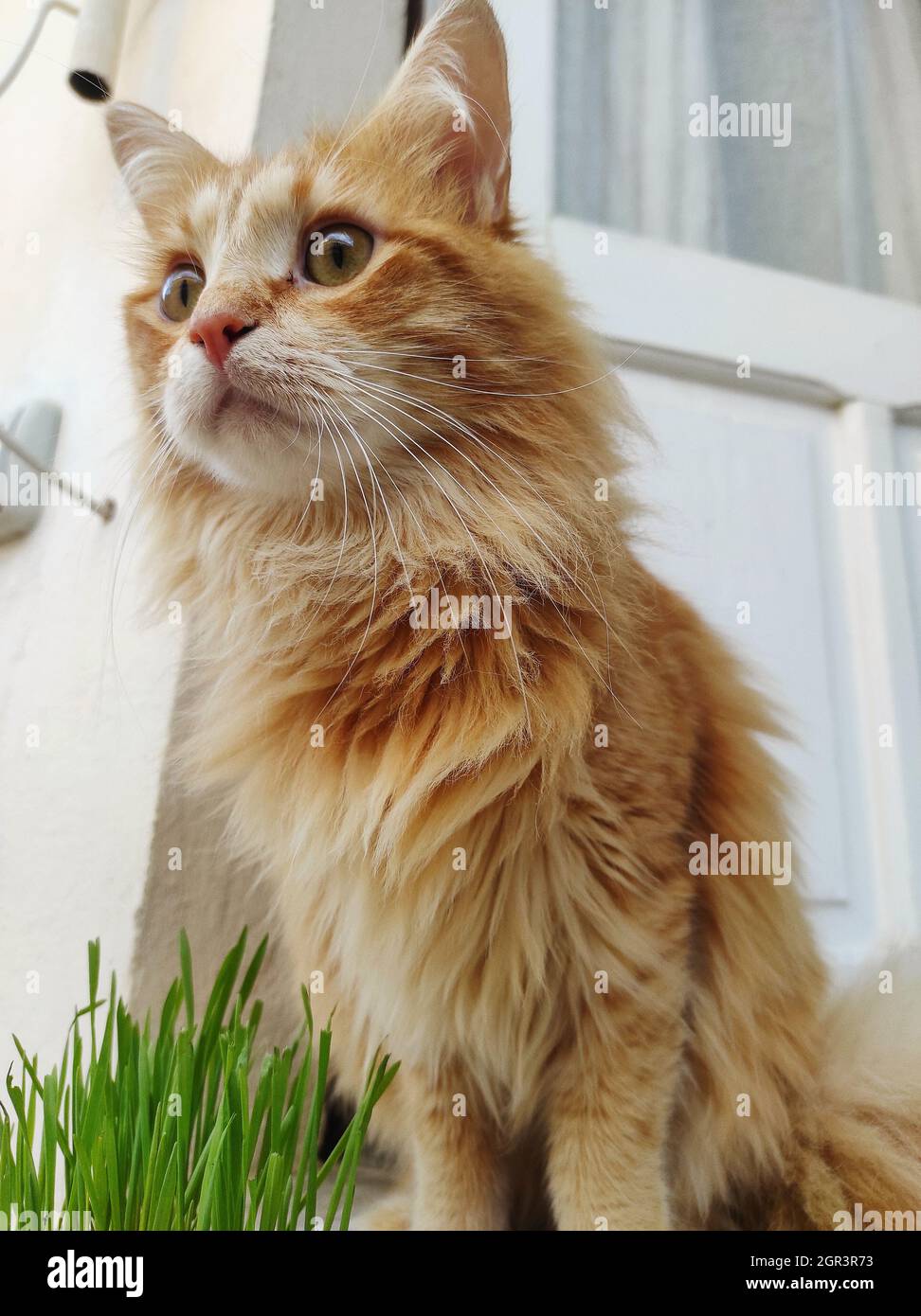 Domestic long haired ginger cat hi-res stock photography and images - Alamy