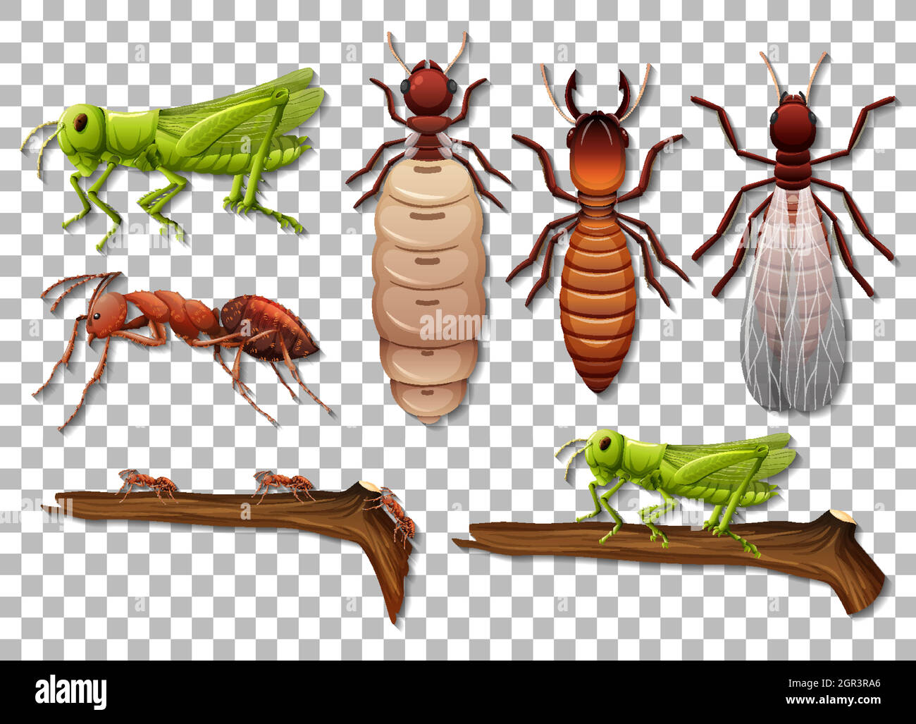 Set of different insects isolated on transparent background Stock ...