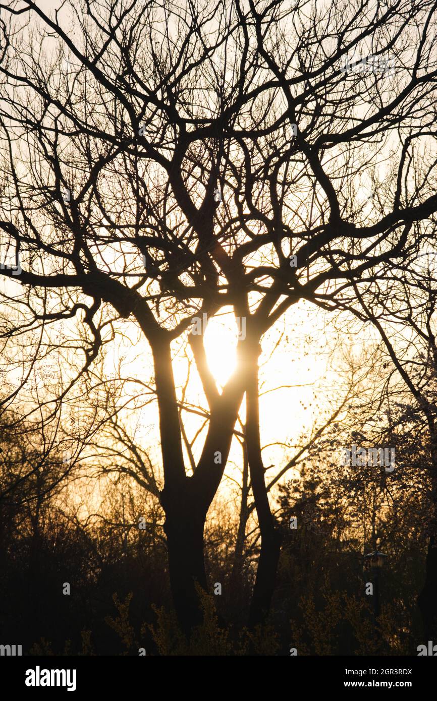 Sun shining through a dead tree branches Stock Photo - Alamy