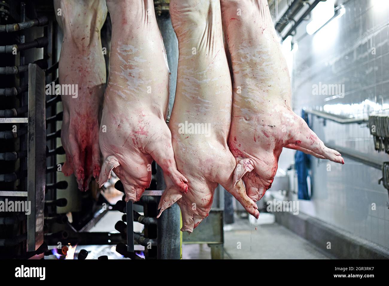 Pig slaughterhouse meat production factory hi-res stock photography and ...