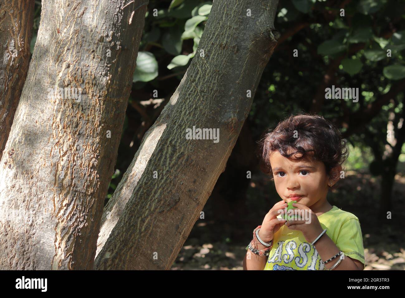 Guava fruit park hi-res stock photography and images - Alamy