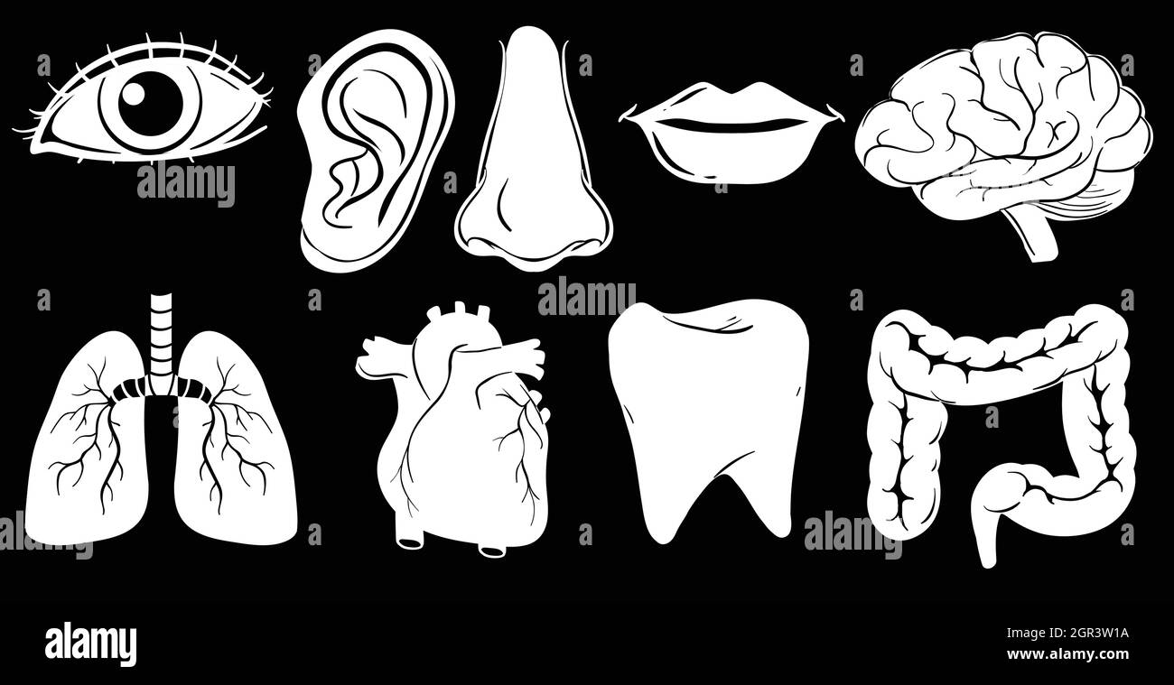 Human internal organs Black and White Stock Photos & Images - Alamy