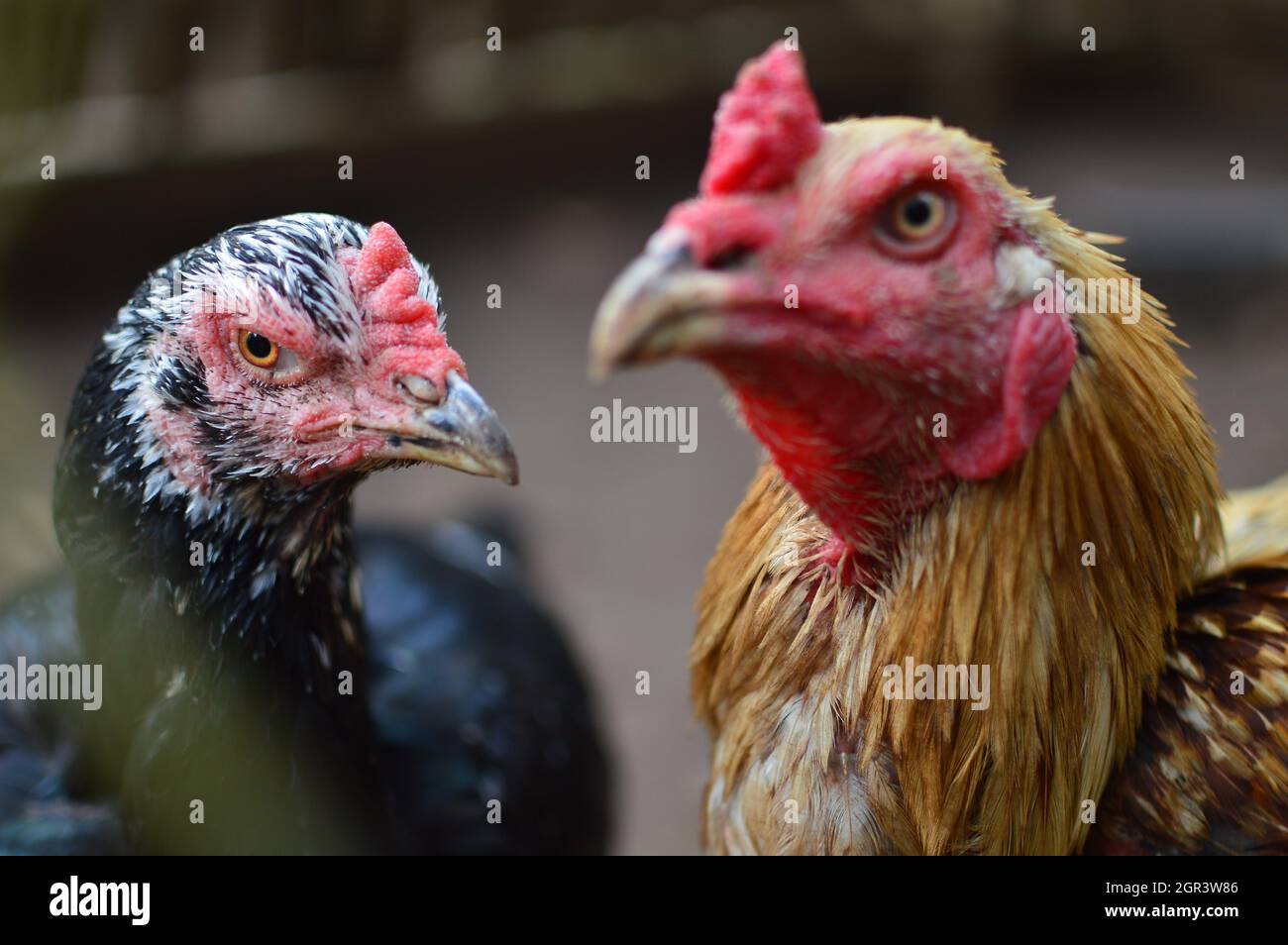Male nest comb hi-res stock photography and images - Alamy
