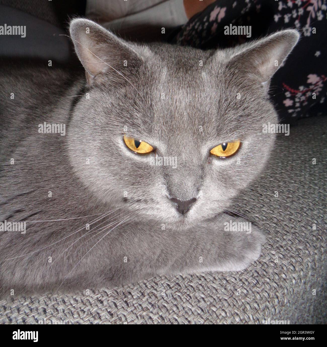 British shorthair cat laying on a couch and making an angry face Stock ...