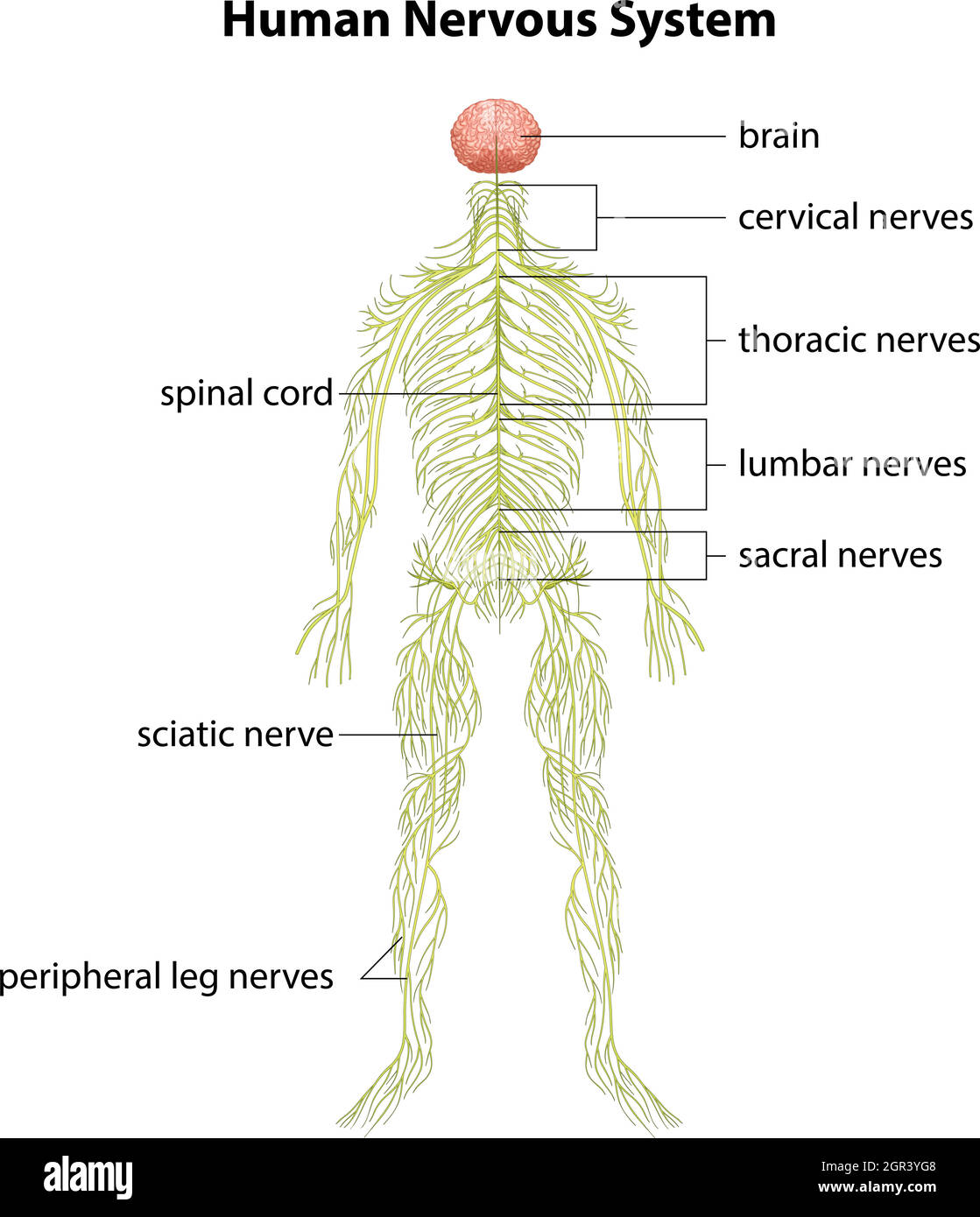 Human nervous system Stock Vector Image & Art - Alamy