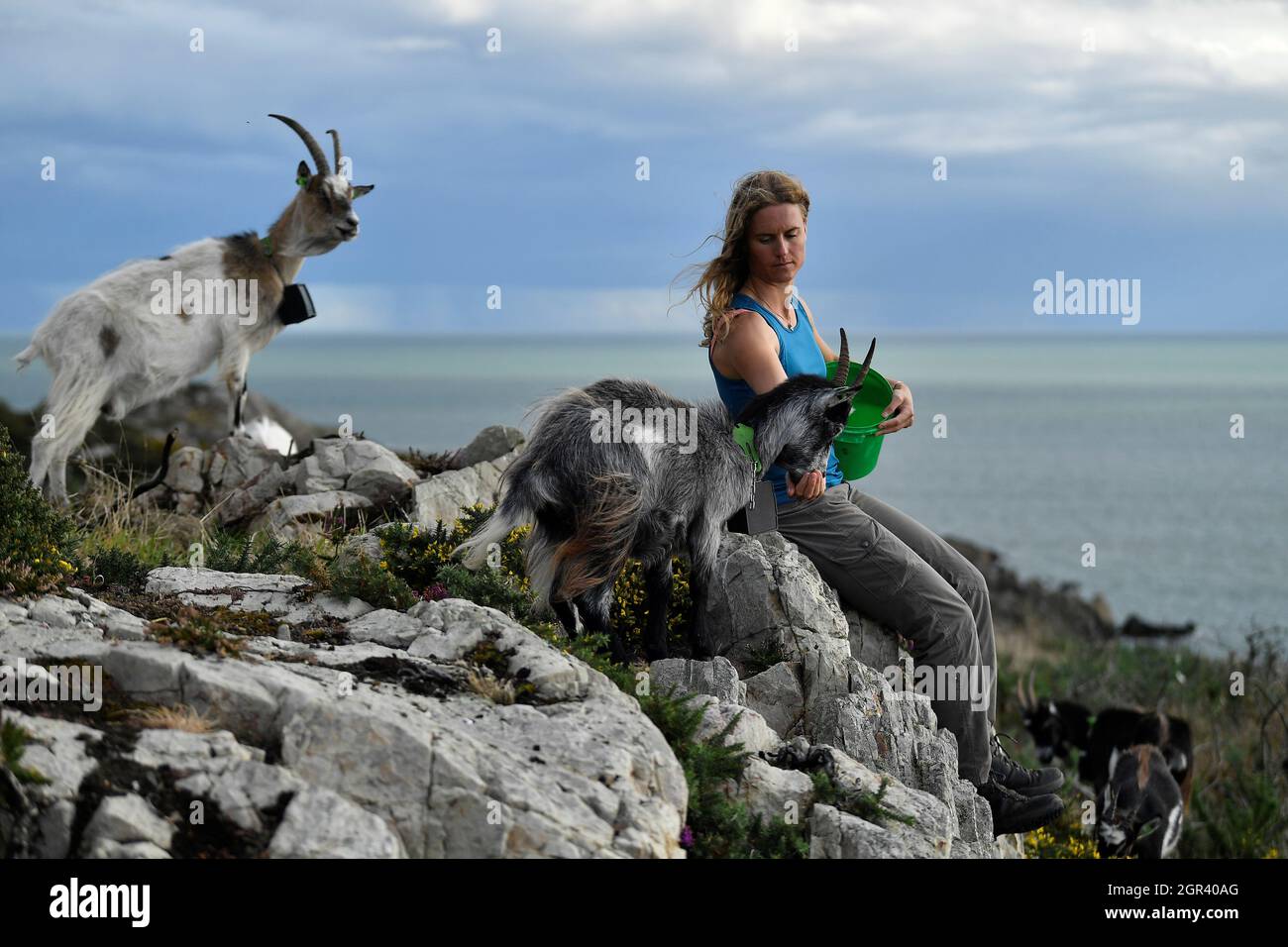 Old irish goat hi-res stock photography and images - Alamy
