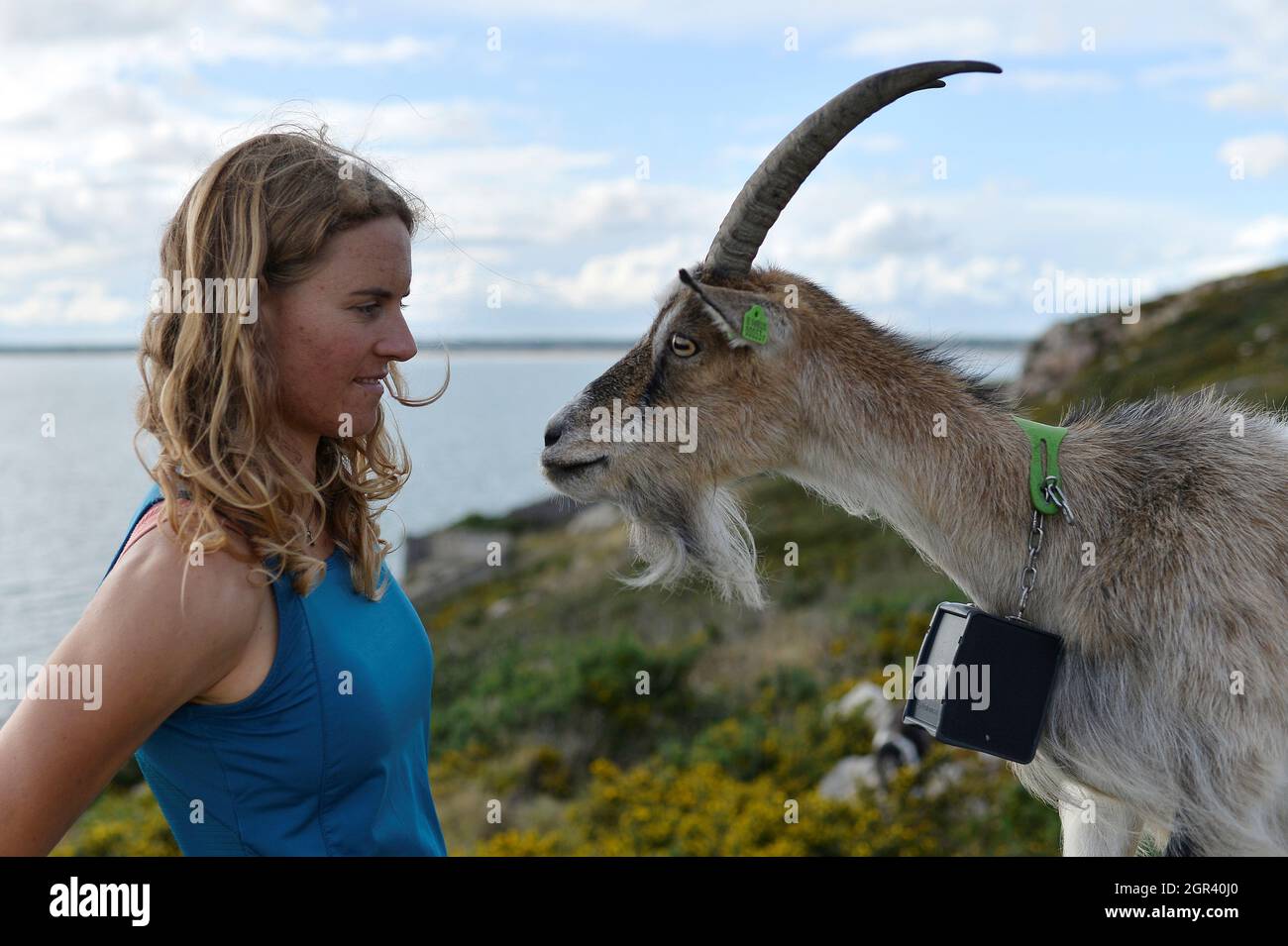 Old Irish Goat High Resolution Stock Photography and Images - Alamy