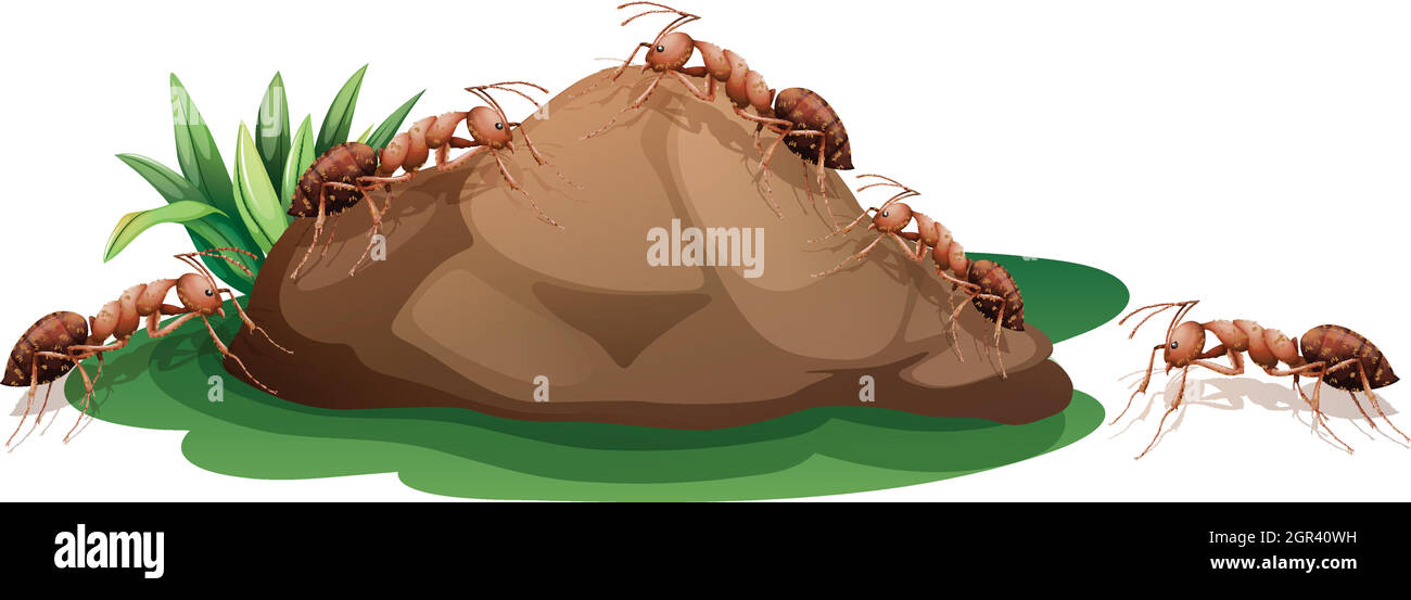 Red ants crawling up the rock Stock Vector Image & Art - Alamy