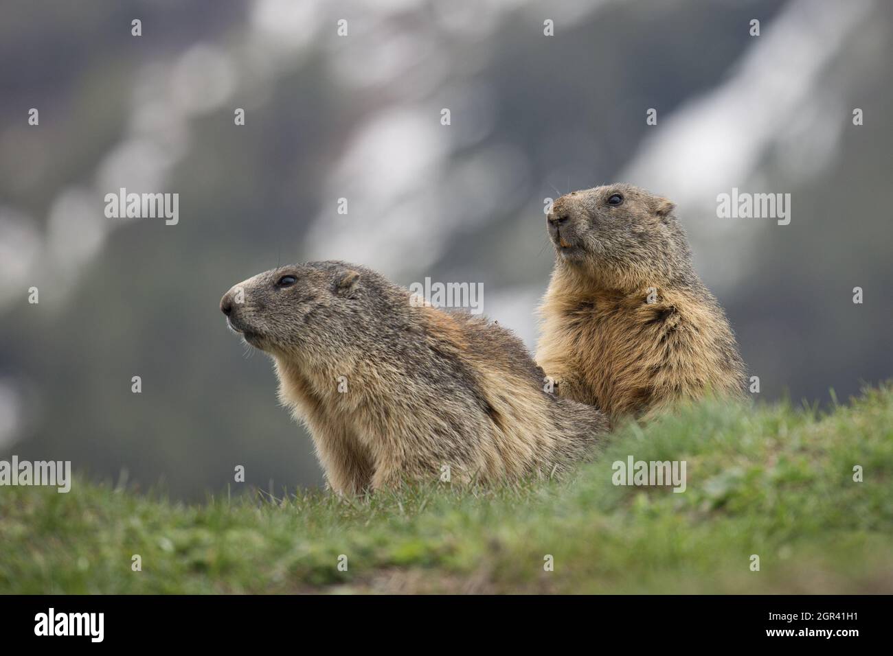 Family of marmots hi-res stock photography and images - Alamy