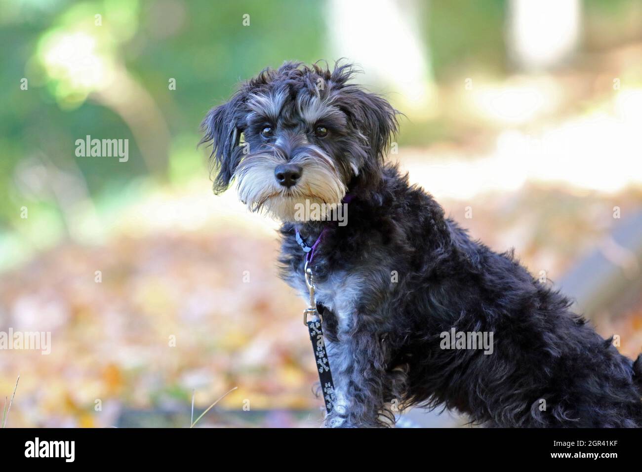 Miniature schnauzer outdoors in Fall woodland Stock Photo - Alamy