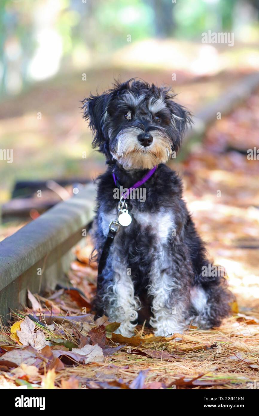 Miniature schnauzer outdoors in Fall woodland Stock Photo - Alamy