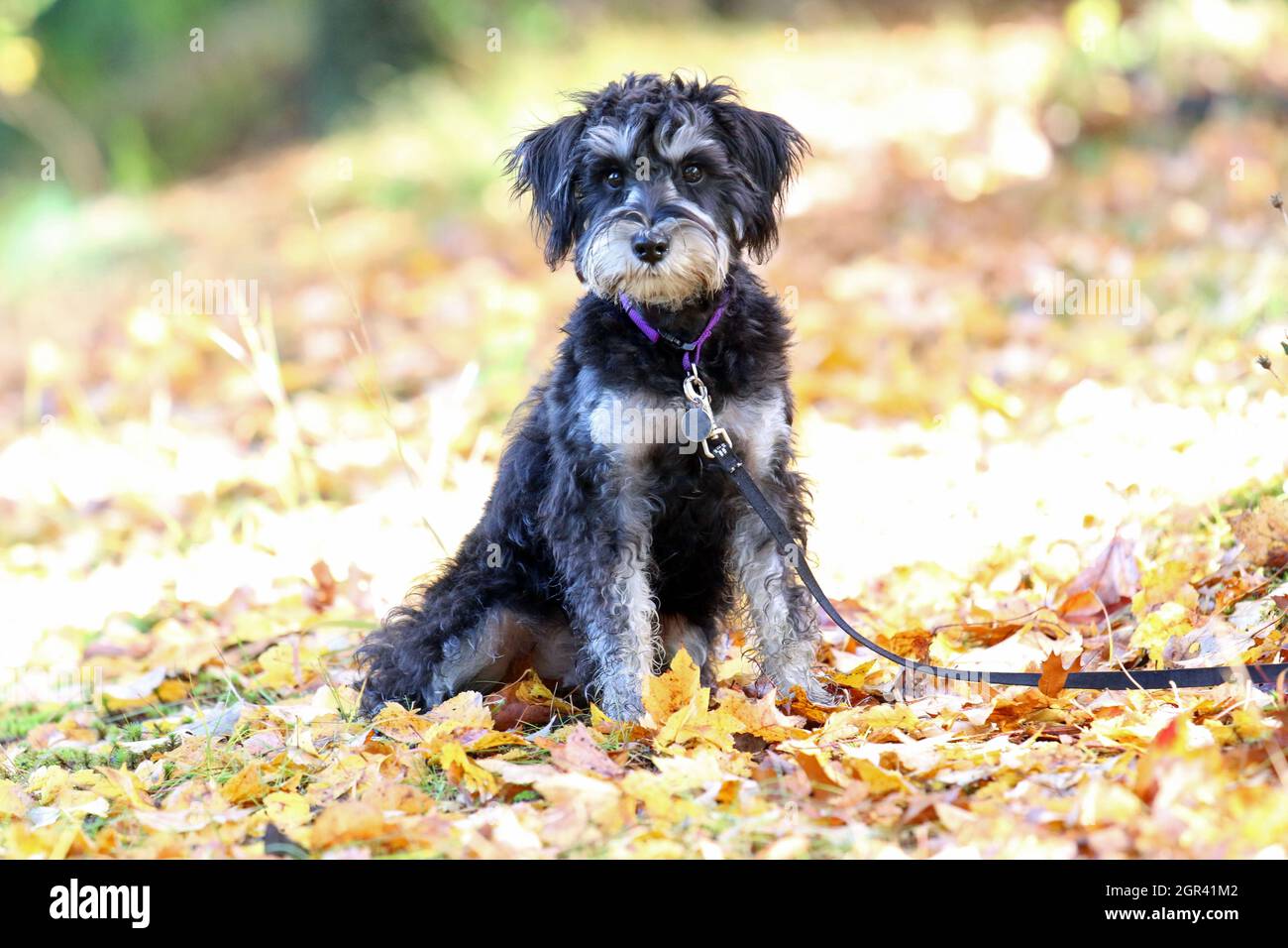 Miniature schnauzer outdoors in Fall woodland Stock Photo - Alamy