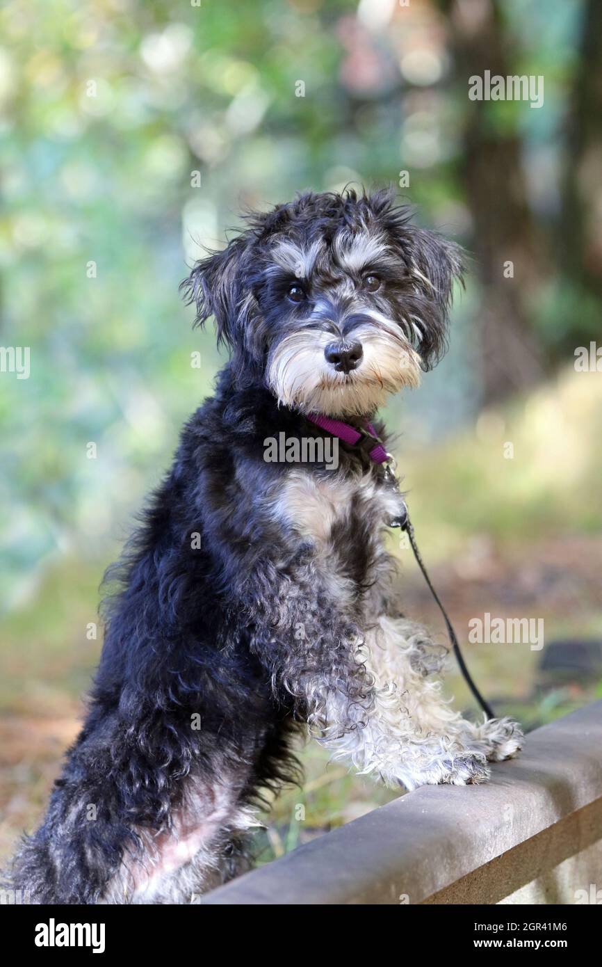 Miniature schnauzer outdoors in Fall woodland Stock Photo - Alamy