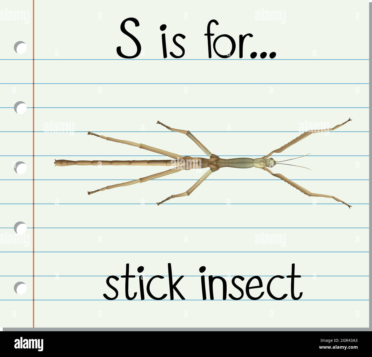 Flashcard letter S is for stick insect Stock Vector Image & Art - Alamy