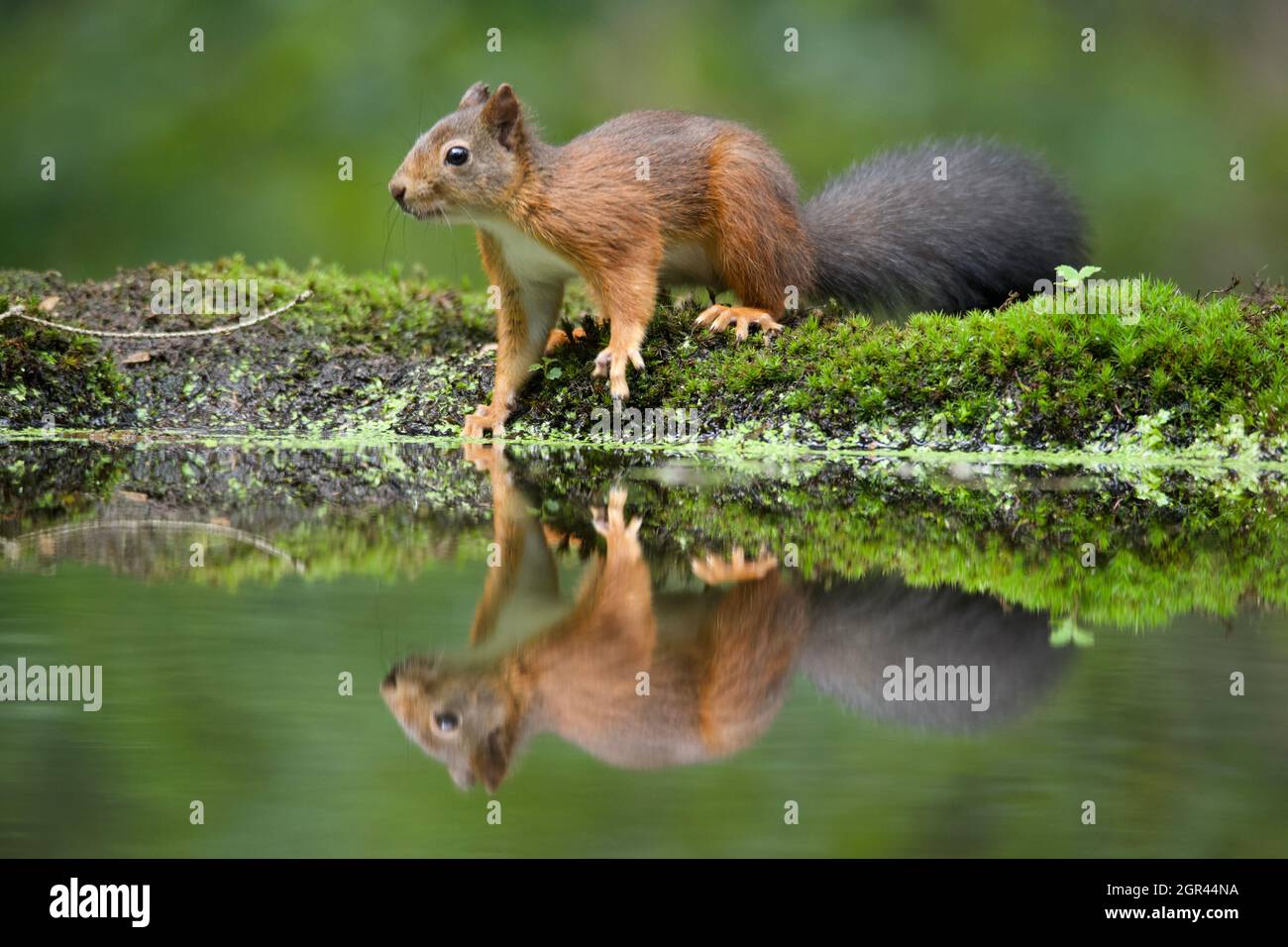 Squirrel At A Lake Stock Photo - Alamy