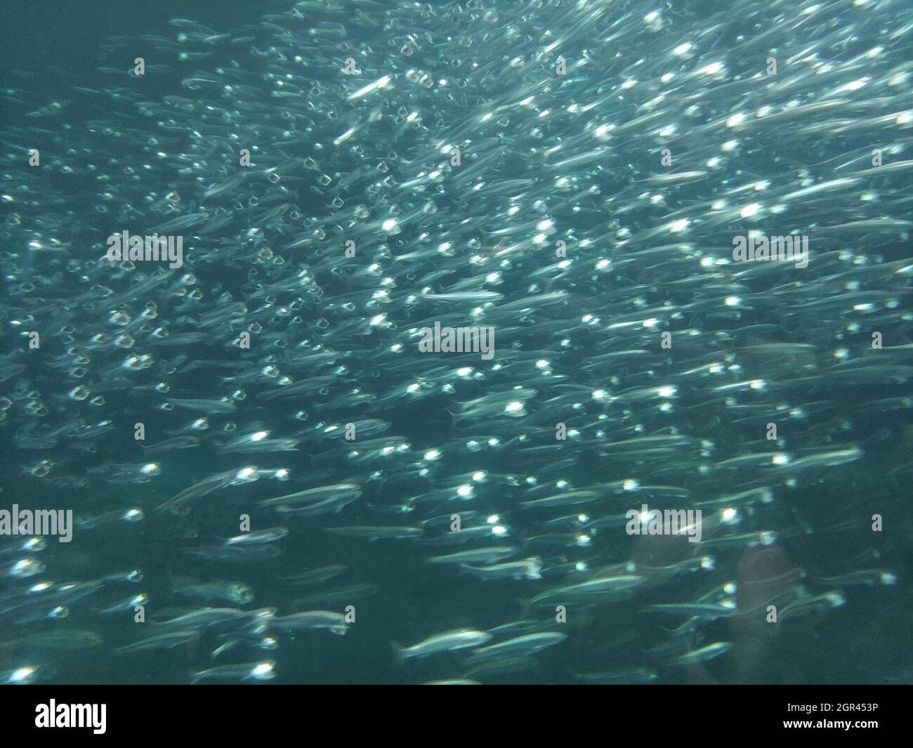 Group of fishes swimming in a blue water Stock Photo - Alamy
