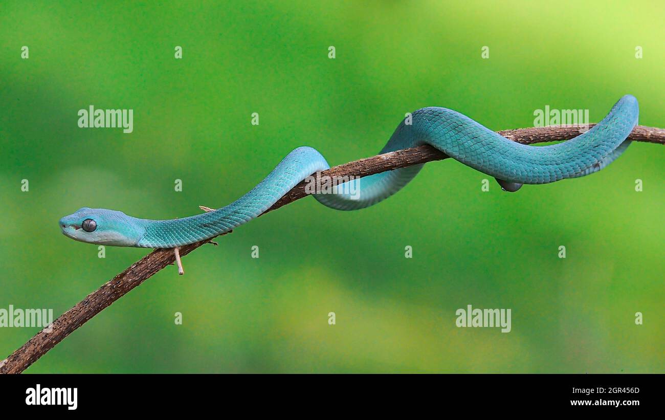 Bearded snake hi-res stock photography and images - Alamy
