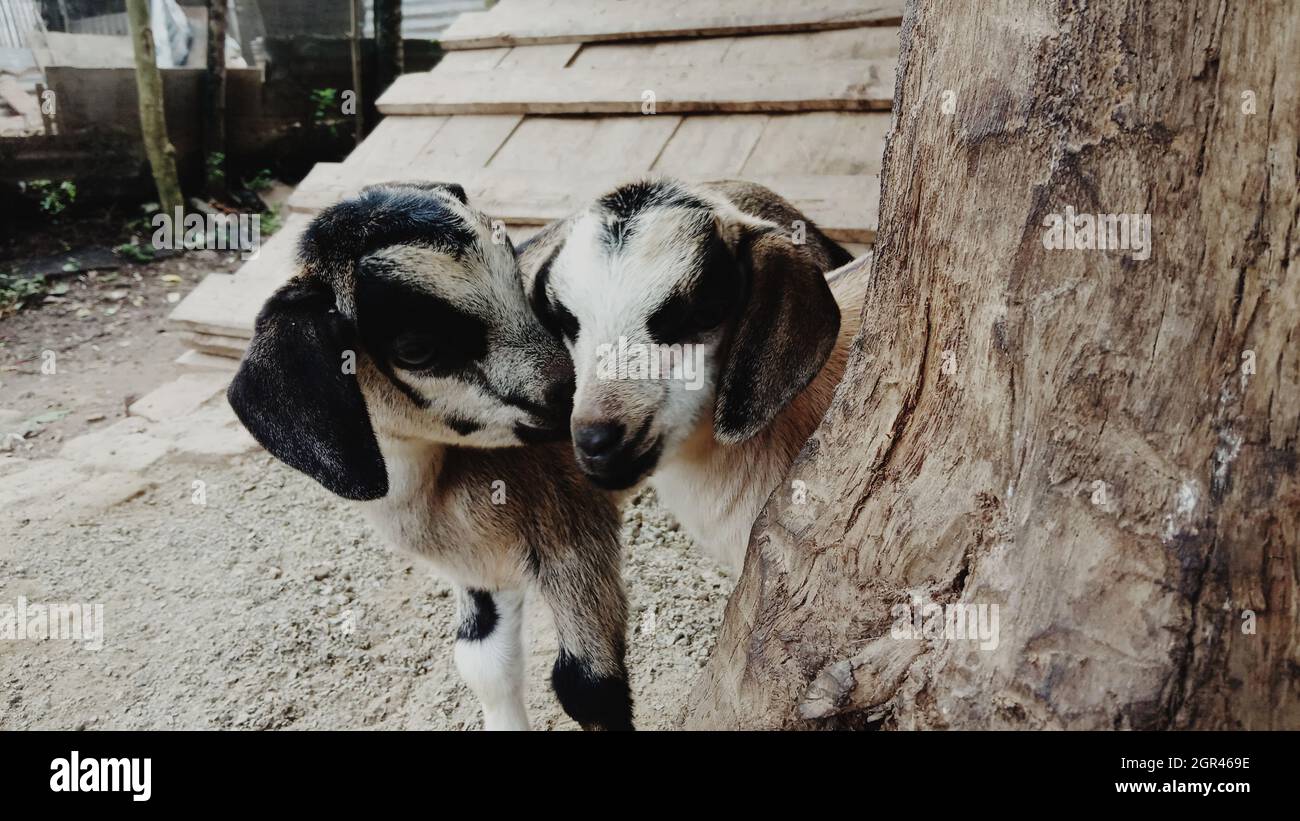 Twin goat hi-res stock photography and images - Alamy