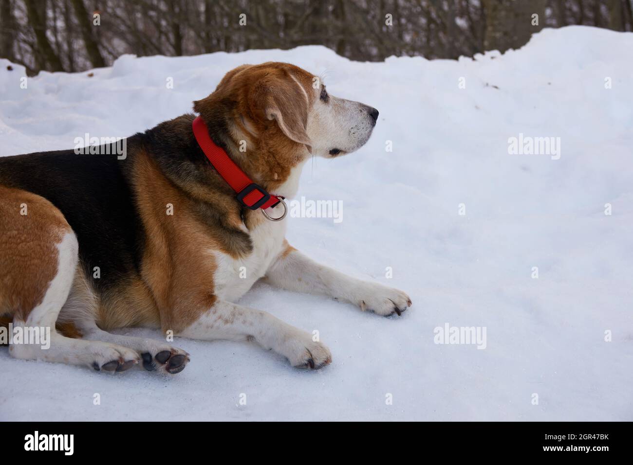 Fat dog beagle hi-res stock photography and images - Alamy