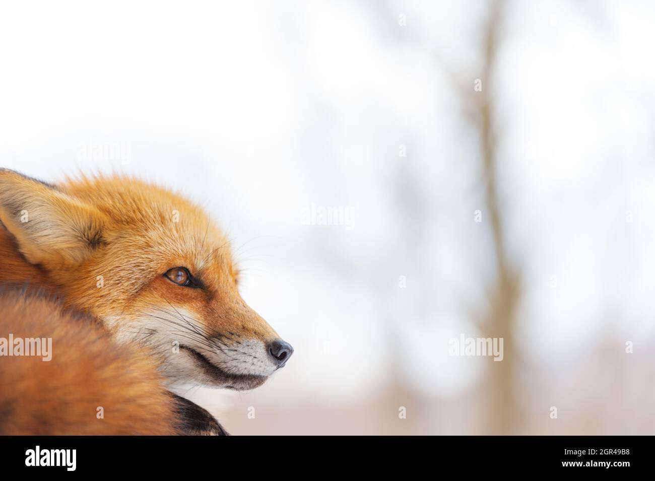 Red fox close up profile view hi-res stock photography and images - Alamy