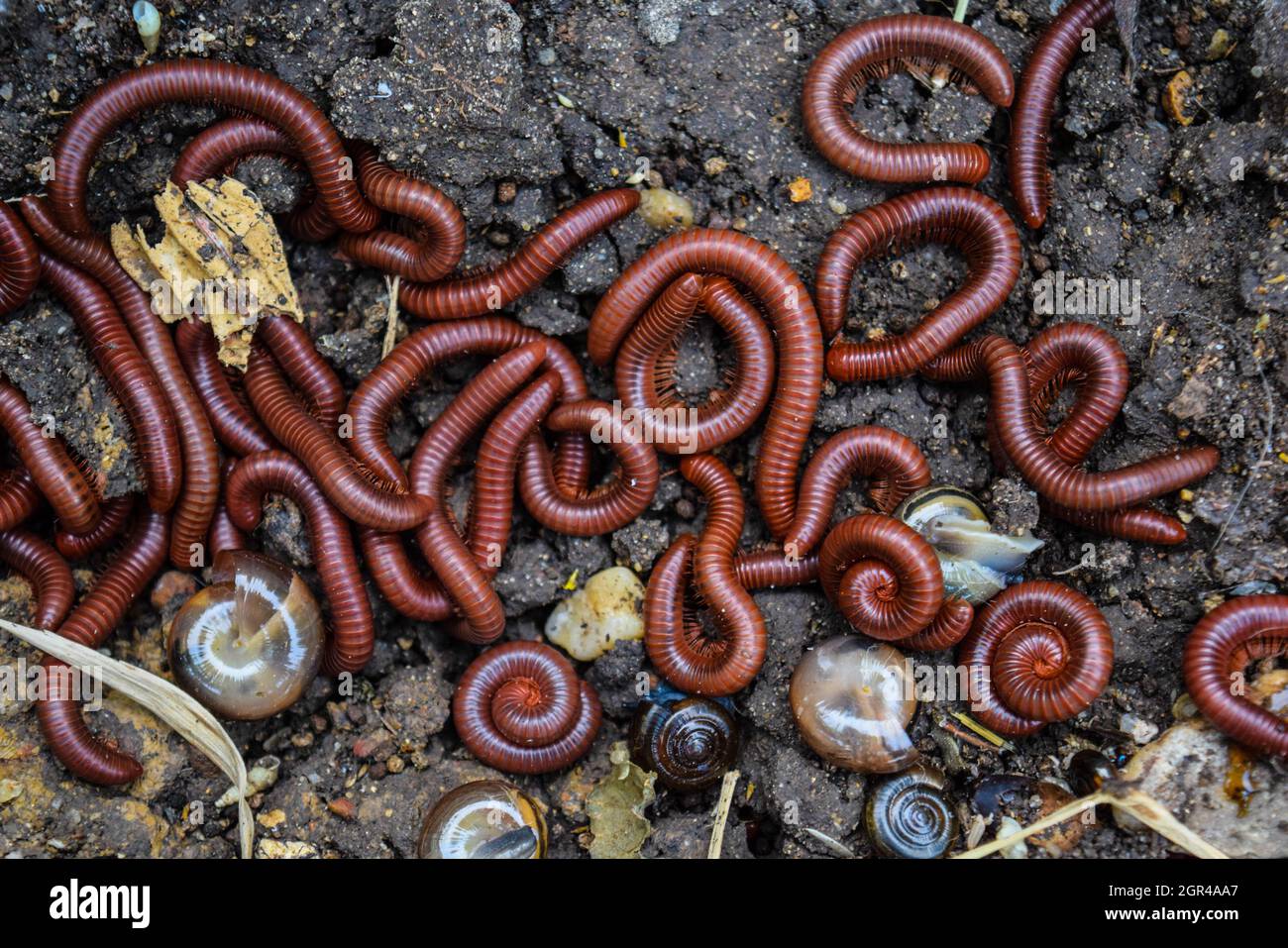 Worm eating lizard hi-res stock photography and images - Alamy