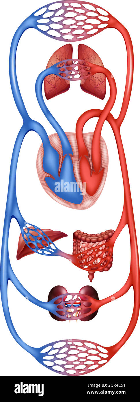 Human intestines and arteries hi-res stock photography and images - Alamy