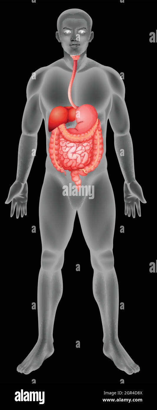 Medicine anatomy digestive system Stock Vector Images - Alamy
