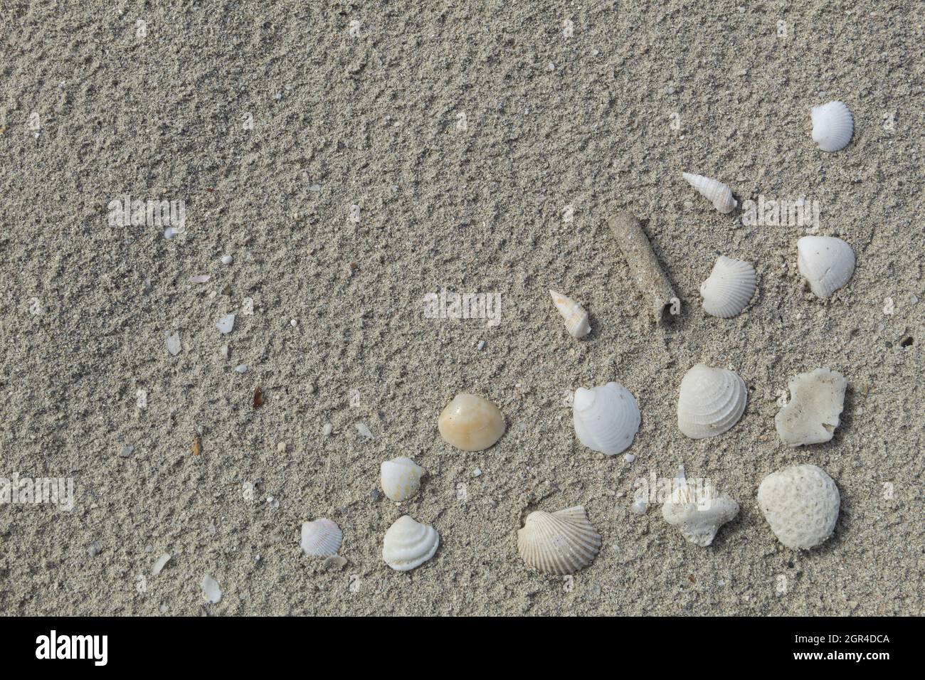 Top view of shells on sand for wallpaper and background Stock Photo - Alamy
