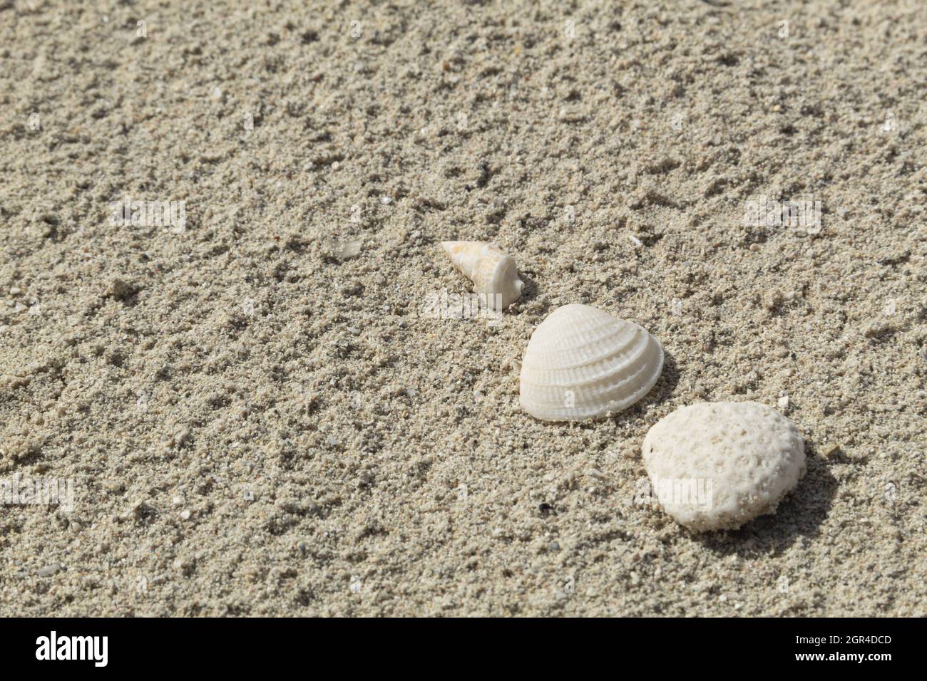 Top view of shells on sand for wallpaper and background Stock Photo - Alamy