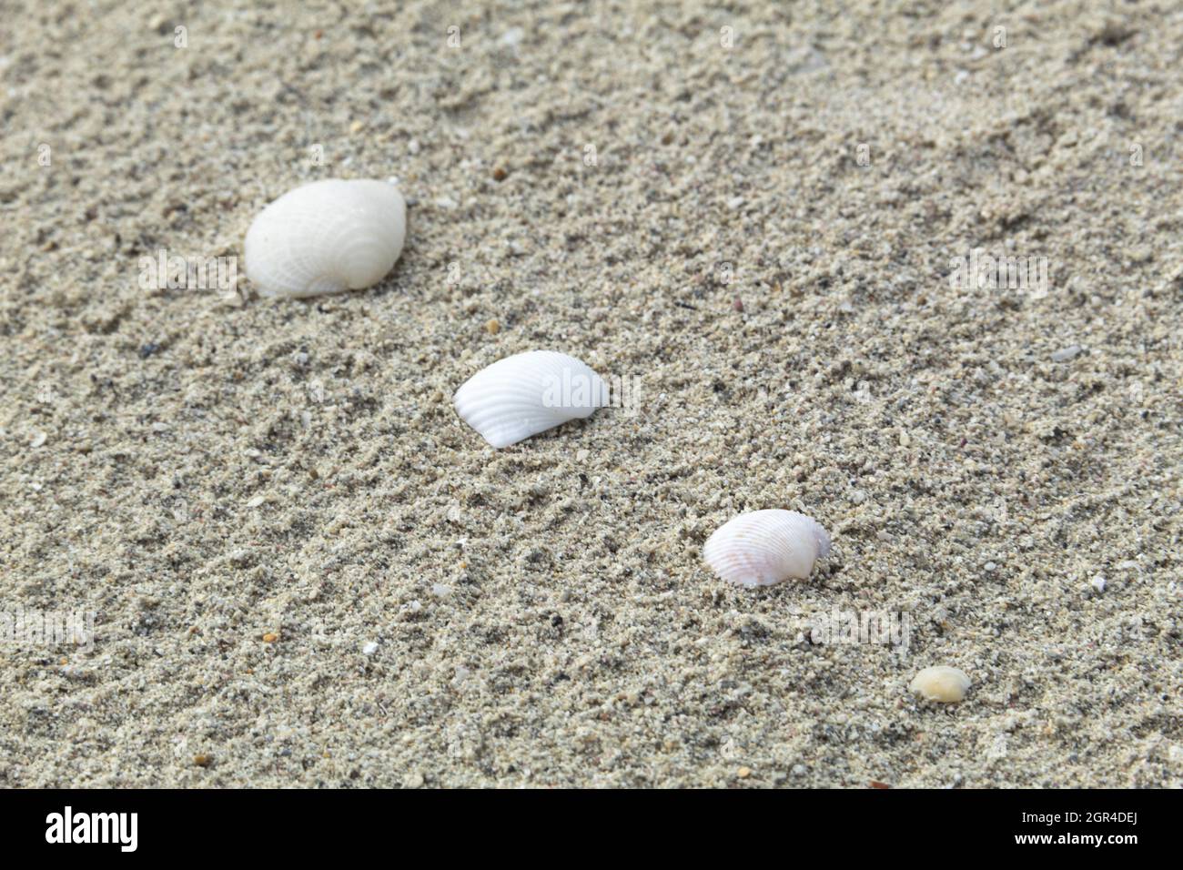 Top view of shells on sand for wallpaper and background Stock Photo - Alamy