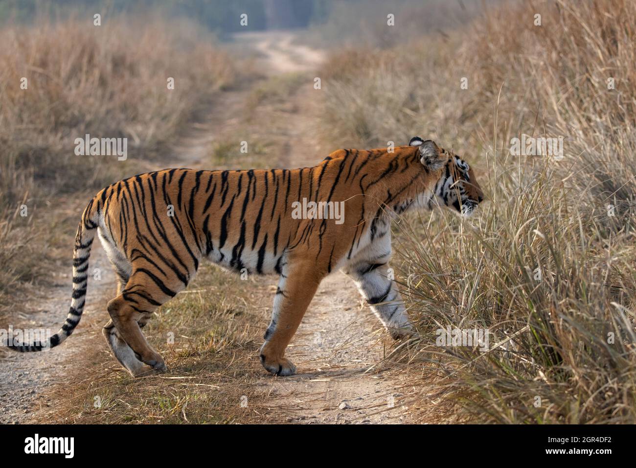 Side View Of A Tiger Stock Photo - Alamy