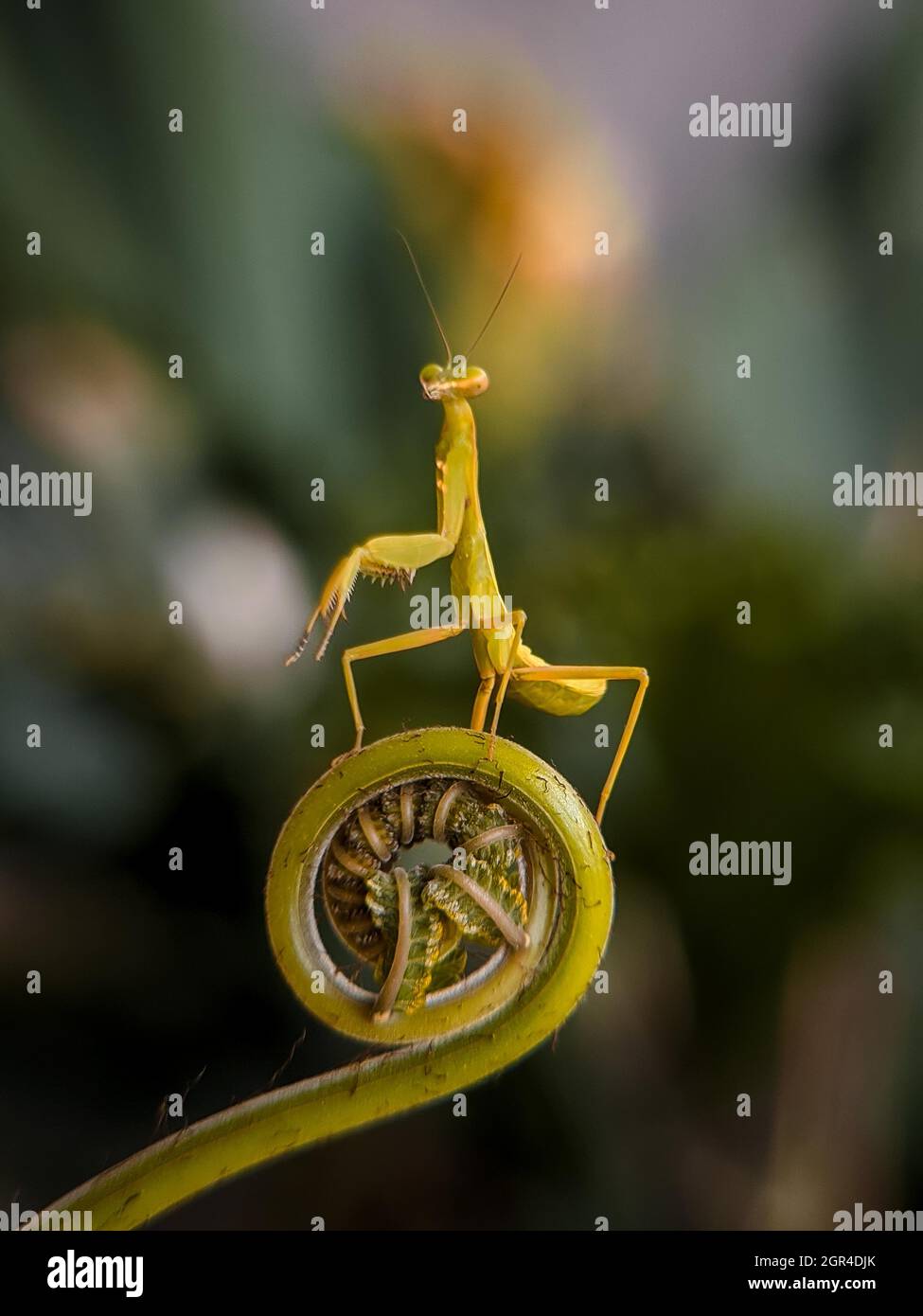 Mantis and flower hi-res stock photography and images - Alamy