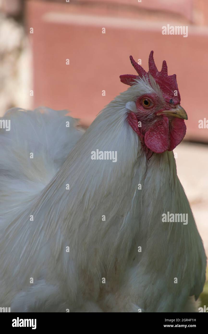 Dwarf hen do hi-res stock photography and images - Alamy