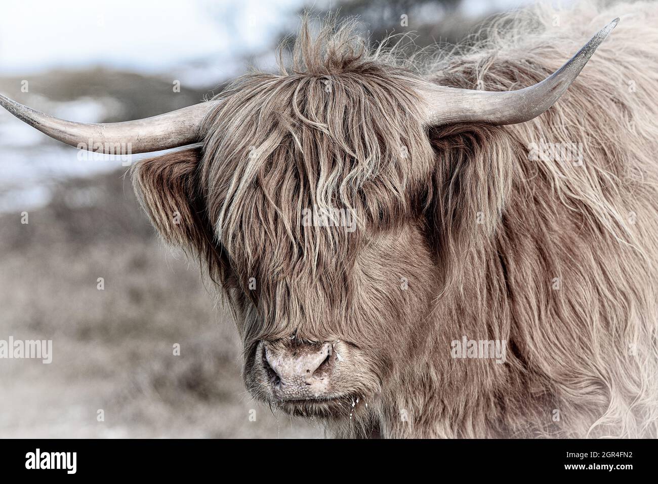 Musk ox bull with cow hi-res stock photography and images - Alamy