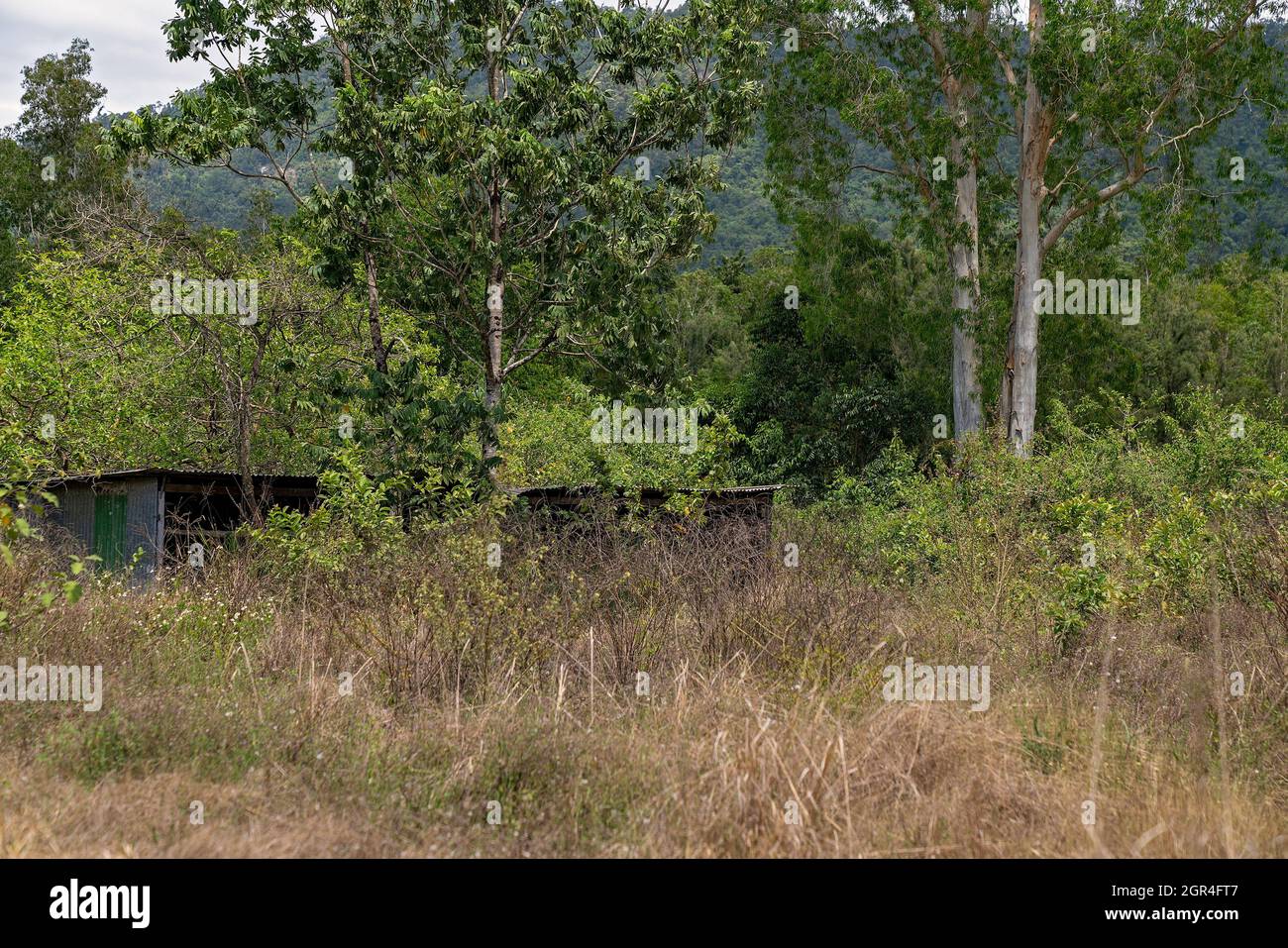 An old forgotten country tin shed gradually being overtaken by the ...