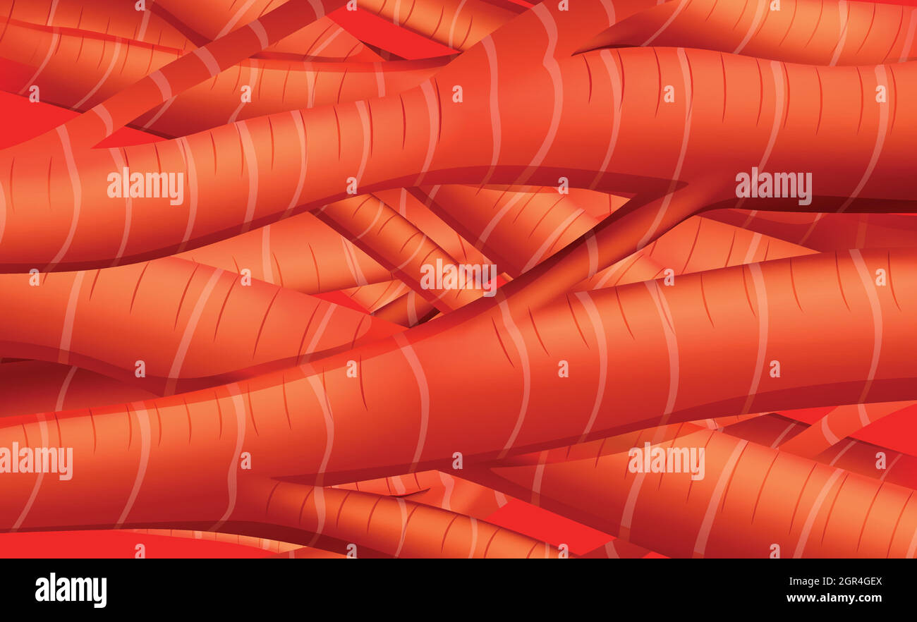 Striated muscles tissue Stock Vector Images - Alamy