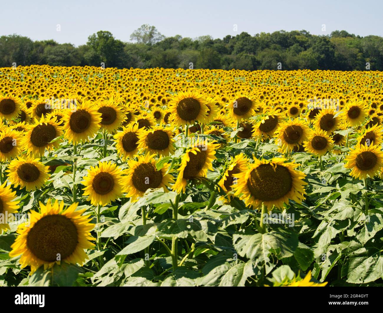 Bright yellow sunflower in the Grinter Sunflower farms, USA Stock Photo ...