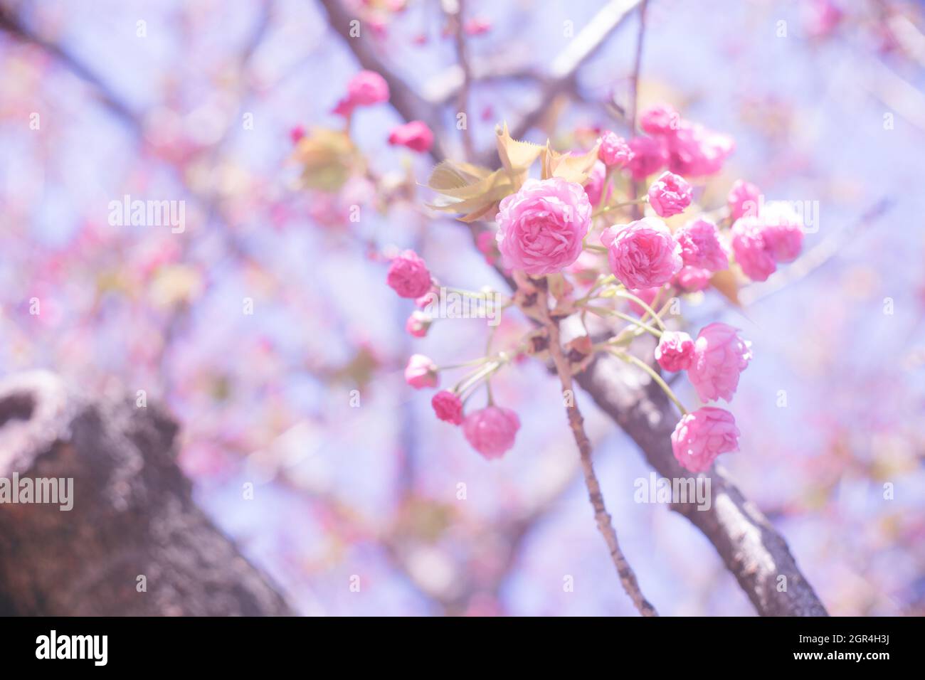 Ohanami blossom hi-res stock photography and images - Alamy