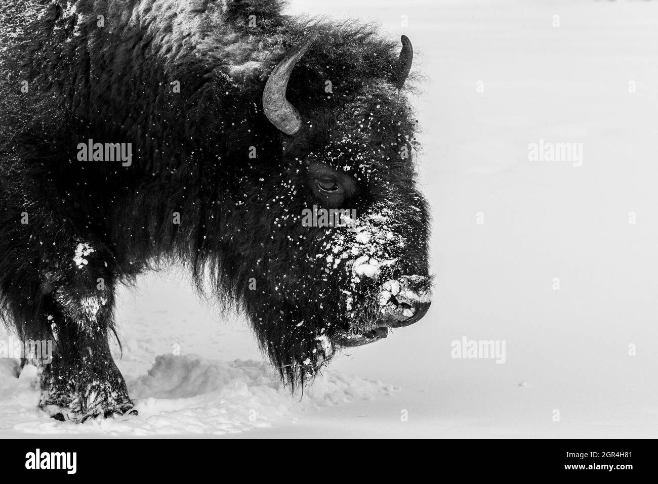 Black white american bison bison Black and White Stock Photos & Images ...