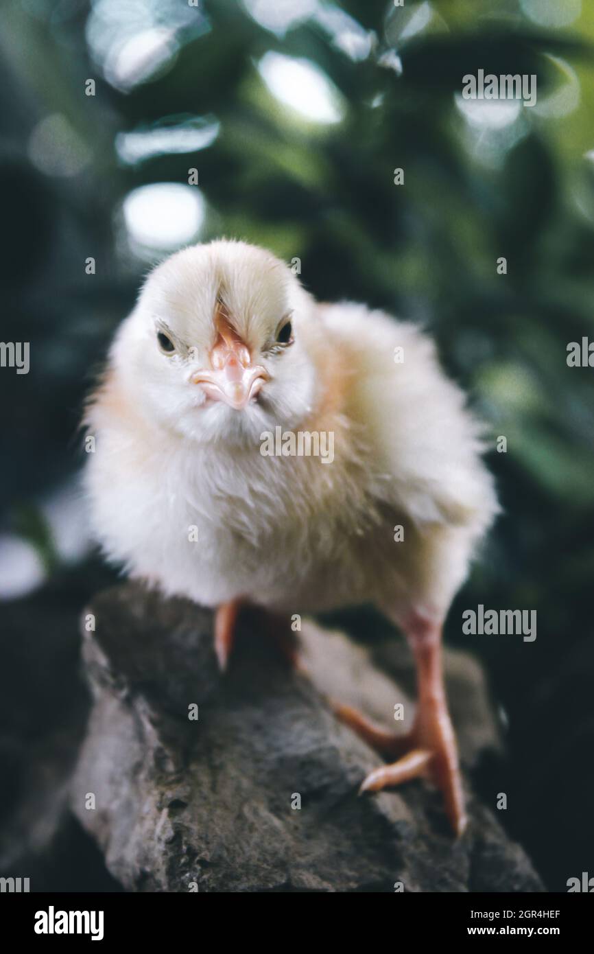 Prey lamb hi-res stock photography and images - Alamy
