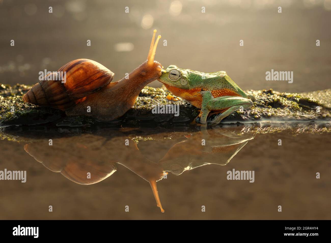 Best reptile photography hi-res stock photography and images - Alamy