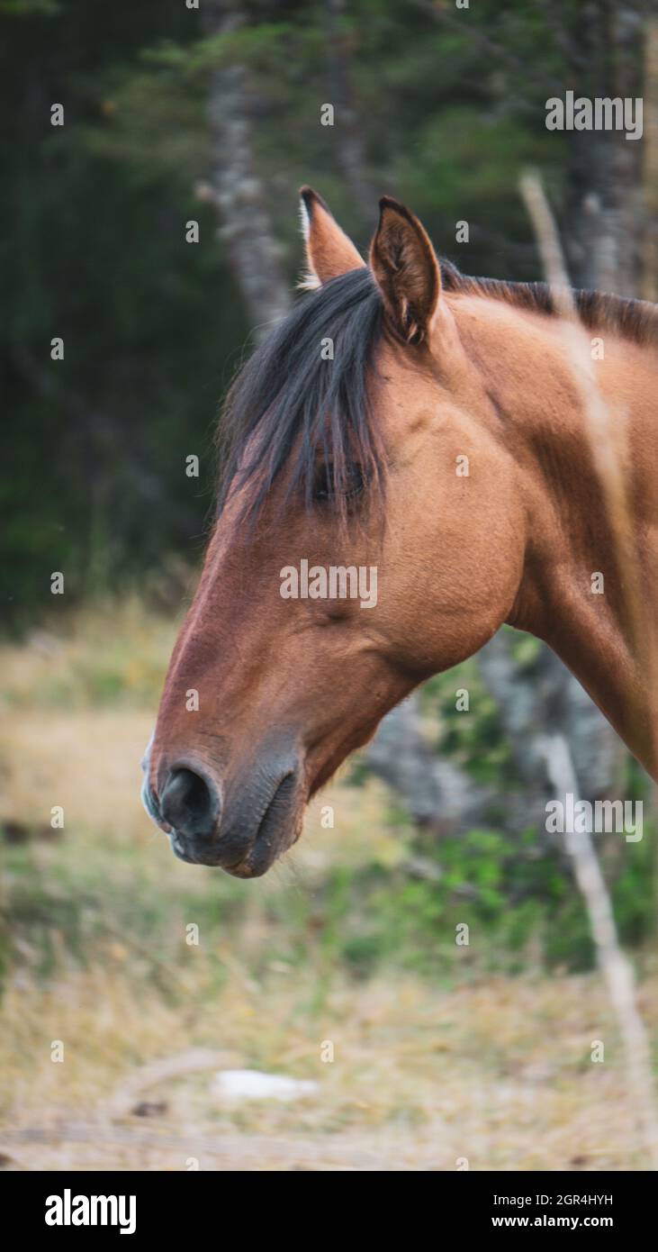Perfil animal hi-res stock photography and images - Alamy