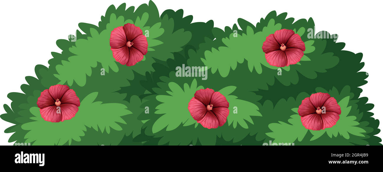 Drawing of flowers isolated Stock Vector Images - Alamy