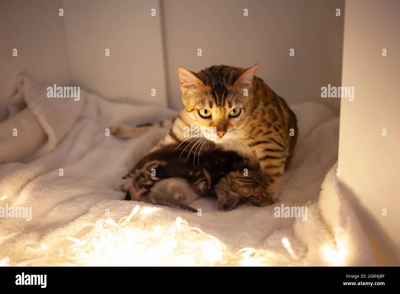Bengal cat hugs hi-res stock photography and images - Alamy