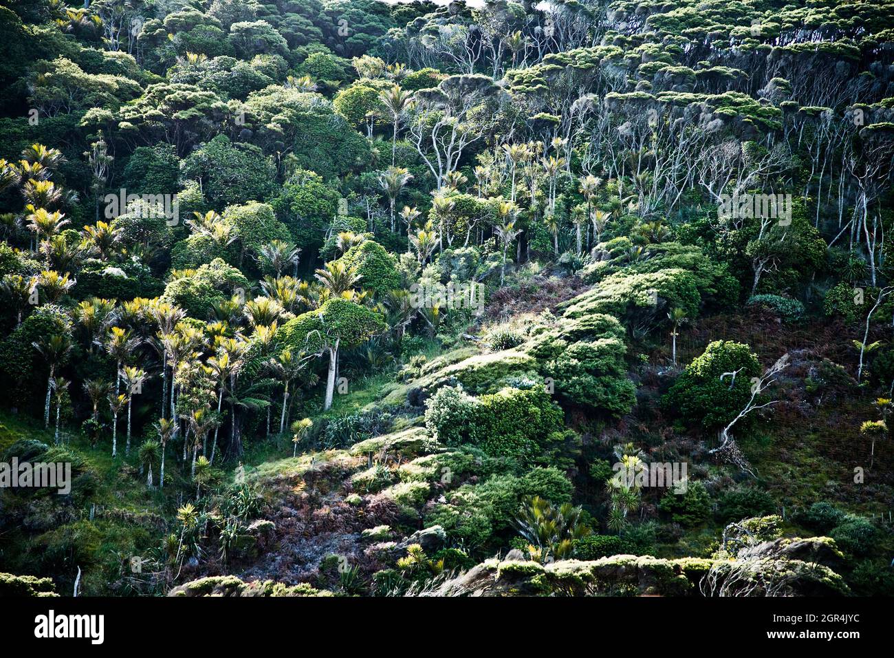 Bethell's Beach Bush Stock Photo - Alamy